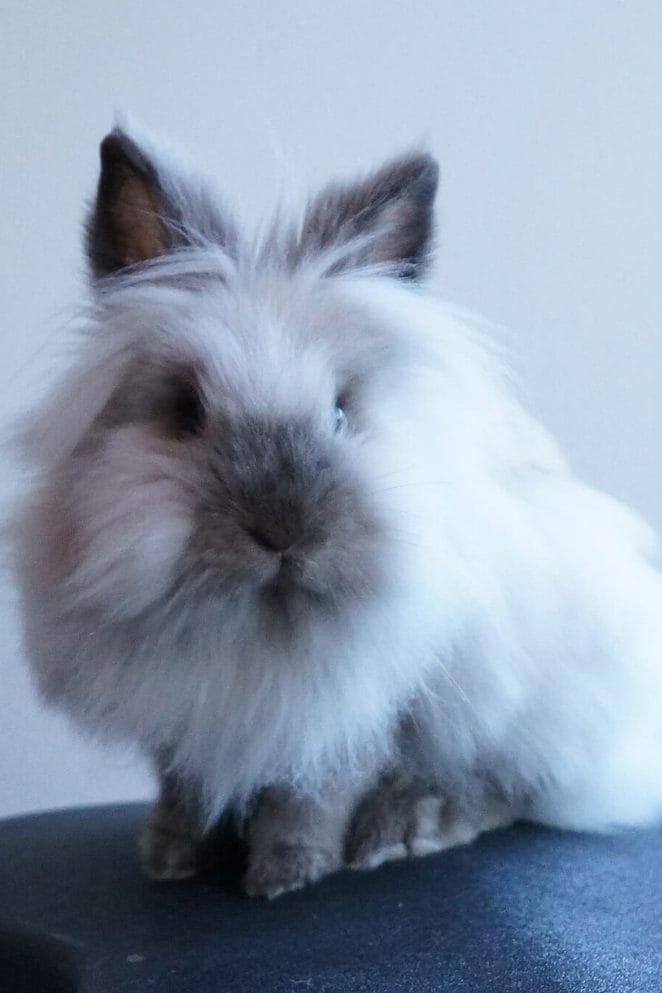 The Top 10 Small Rabbit Breeds to Snuggle Up With