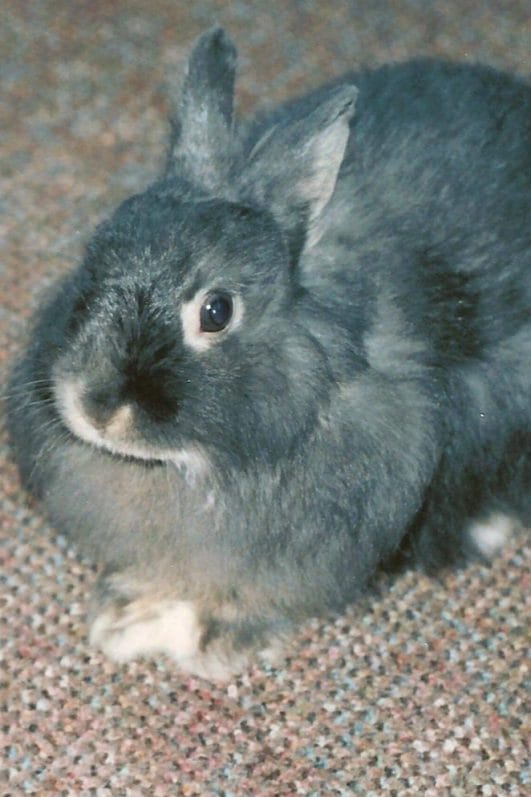 The Top 10 Small Rabbit Breeds to Snuggle Up With