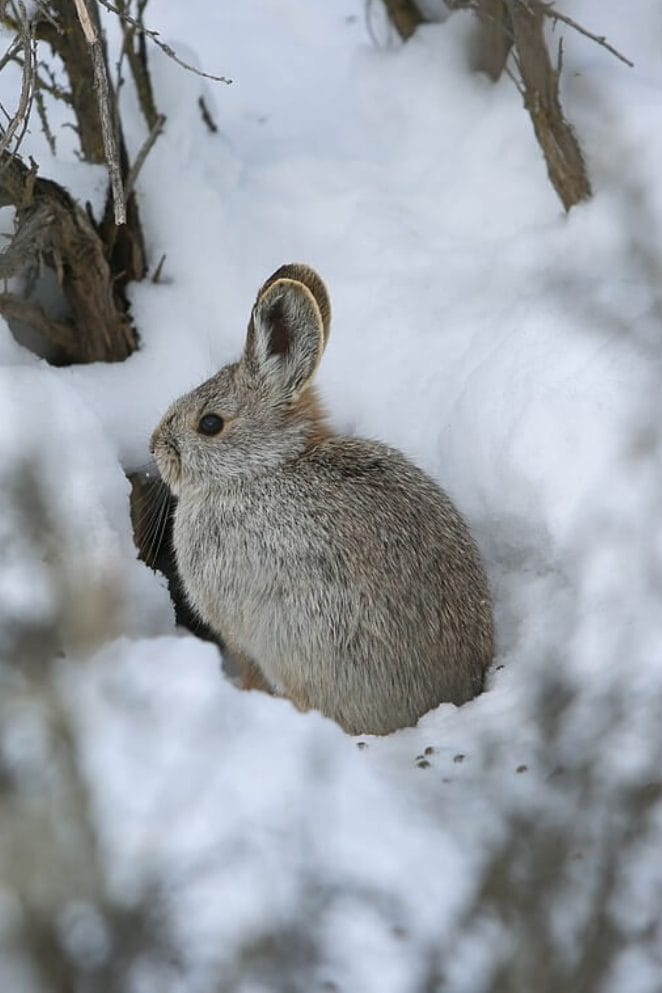 The Top 10 Small Rabbit Breeds to Snuggle Up With