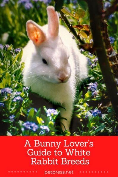 A Bunny Lover’s Guide to White Rabbit Breeds