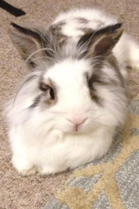 A Bunny Lover’s Guide to White Rabbit Breeds