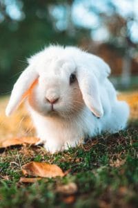 A Bunny Lover’s Guide to White Rabbit Breeds
