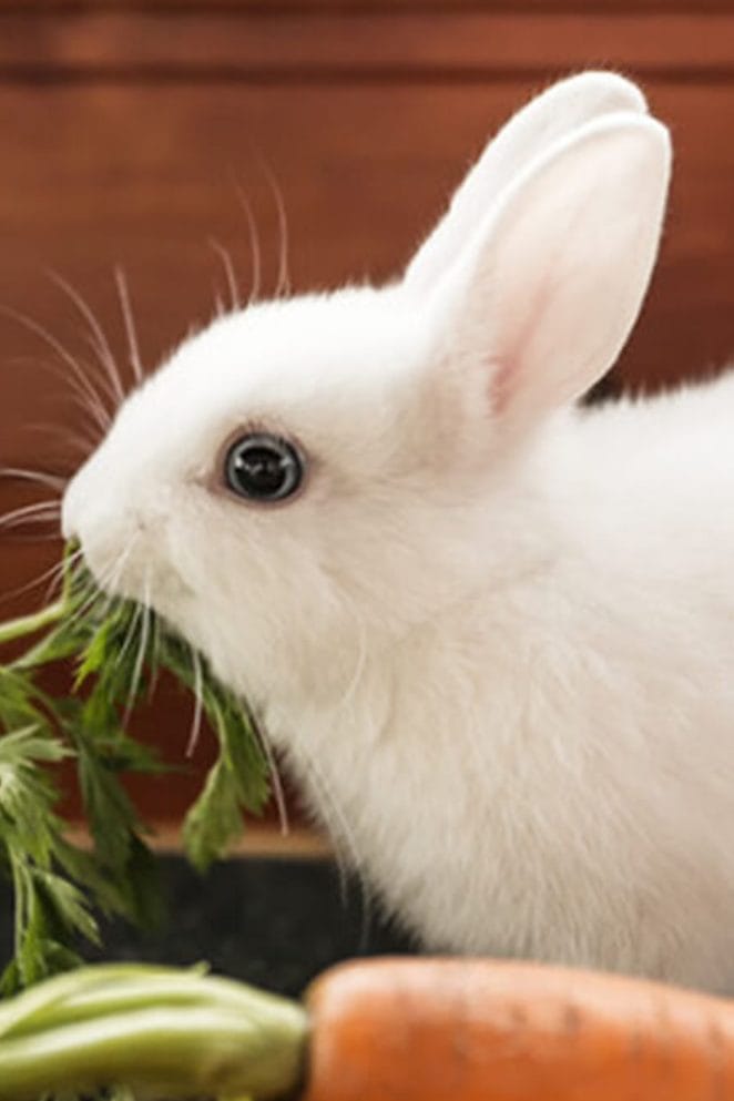 A Bunny Lover’s Guide to White Rabbit Breeds