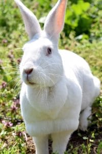 A Bunny Lover’s Guide to White Rabbit Breeds
