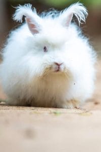 A Bunny Lover’s Guide to White Rabbit Breeds