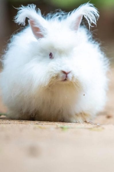 A Bunny Lover’s Guide to White Rabbit Breeds