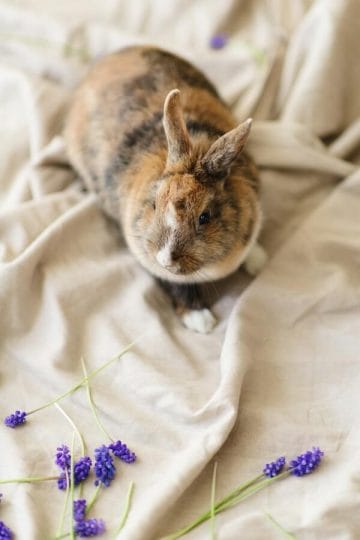 5 Reasons Why Your Rabbit Is Howling & What To Do About It
