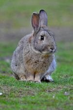 5 Reasons Why Your Rabbit Is Howling & What To Do About It