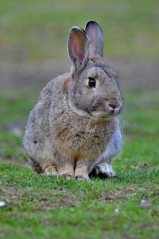 5 Reasons Why Your Rabbit Is Howling & What To Do About It