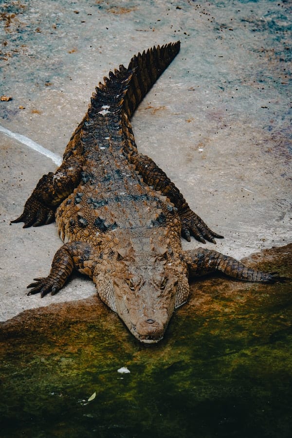10+ Interesting Alligator Facts and Why We Should Protect Them
