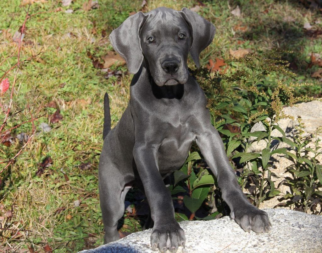 6 Types of Great Danes Breeds - Choosing the Right Great Dane