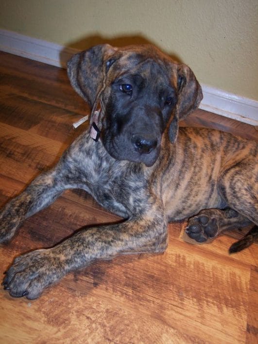 6 Types of Great Danes Breeds - Choosing the Right Great Dane