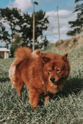 What Are The Chow Chow Colors? Color Varieties of Chow Chows