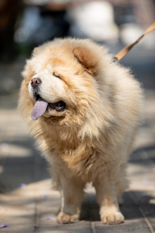 What Are The Chow Chow Colors? Color Varieties of Chow Chows