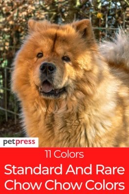 What Are The Chow Chow Colors? Color Varieties of Chow Chows