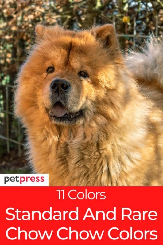 What Are The Chow Chow Colors? Color Varieties of Chow Chows