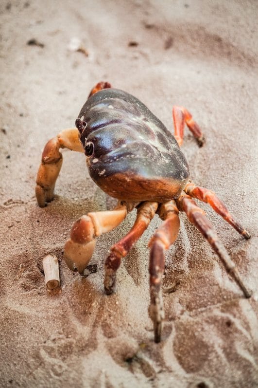 10+ Interesting Crab Facts - Explore the Incredible of Crabs