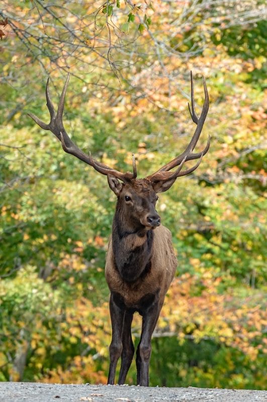10+ Interesting Elk Facts That Are Fascinating For You to Know