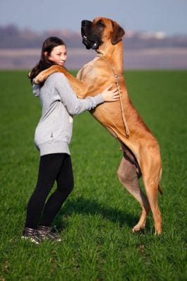 6 Types of Great Danes Breeds - Choosing the Right Great Dane