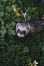 4 Essential Tips And Tricks on How to Litter Train a Ferret