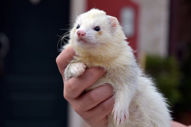15 Tips For Budding Ferret Owners - PetPress