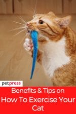 How To Exercise Your Cat: Benefits & Types For Cat's Exercises