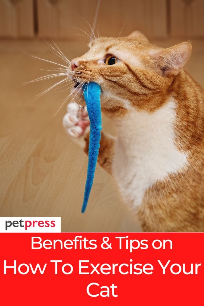 How To Exercise Your Cat: Benefits & Types For Cat's Exercises