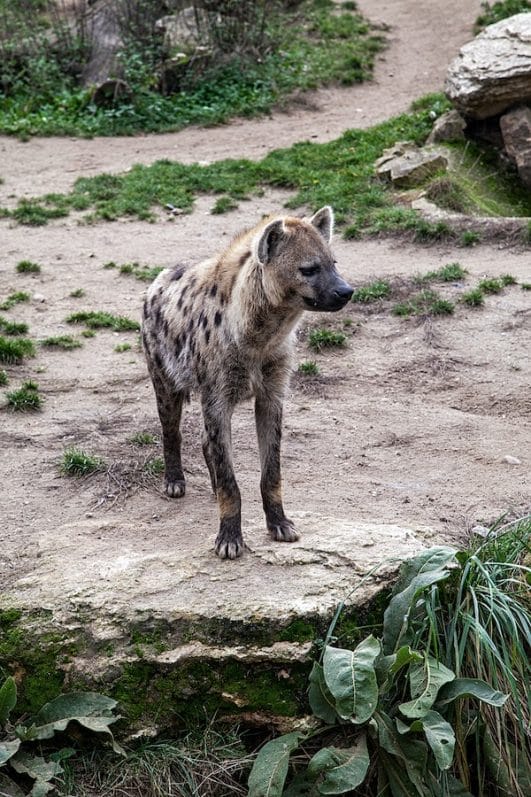 A Guide to Hyenas: 10+ Interesting Hyena Facts You Should Know