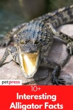 10+ Interesting Alligator Facts and Why We Should Protect Them