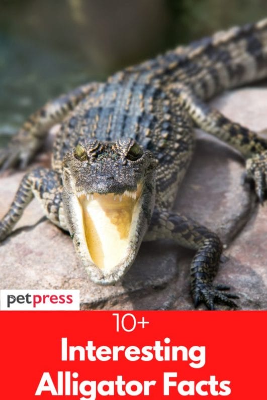 10+ Interesting Alligator Facts and Why We Should Protect Them