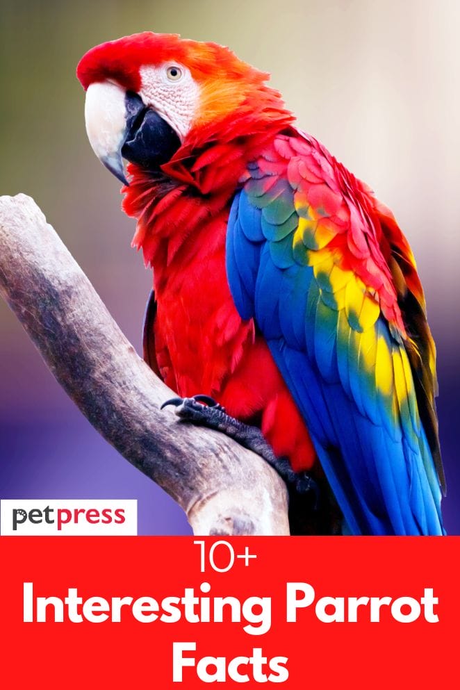 10 Interesting Parrot Facts That Are Fascinating To Know