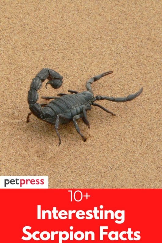 10+ Interesting Scorpion Facts That You Probably Didn't Know