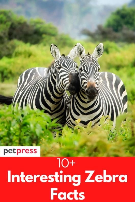 10+ Interesting Zebra Facts - Everything You Need to Know