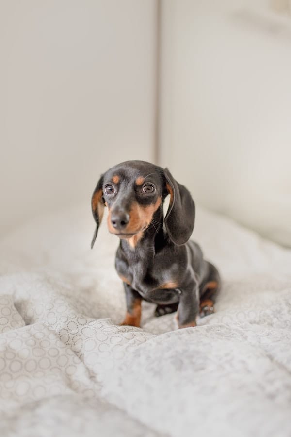 Choosing The Right Dachshund - 3 Types of Dachshund Breeds