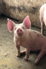 10+ Interesting Pig Facts - Get to Know the Amazing of Pigs