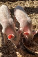 10+ Interesting Pig Facts - Get to Know the Amazing of Pigs