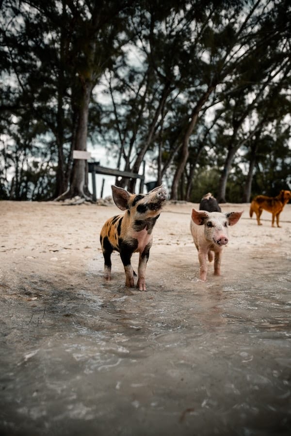 14 Pros And Cons Of Mini Pigs - PetPress