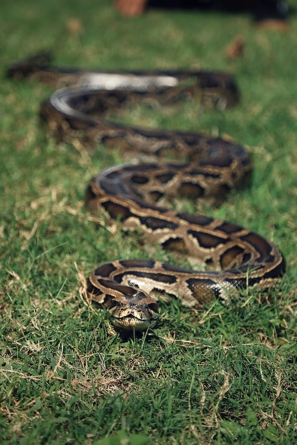 10+ Interesting Python Facts - Everything You Need to Know 10+ Interesting Python Facts - Everything You Need to Know