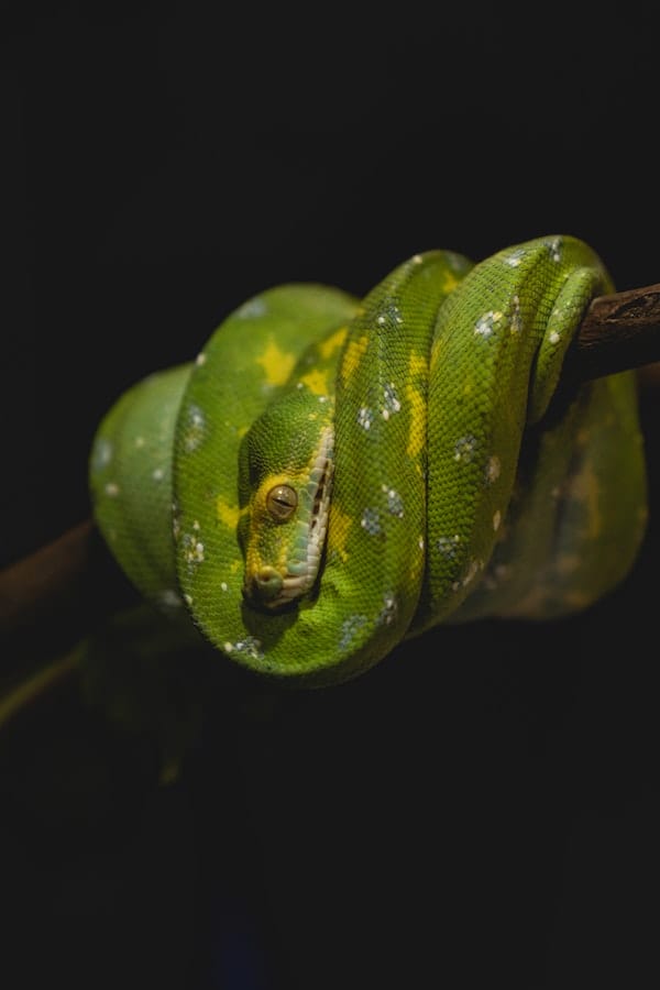 10 Interesting Python Facts Everything You Need To Know 9863