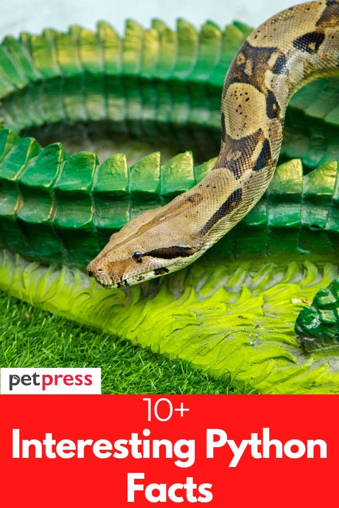 10+ Interesting Python Facts - Everything You Need to Know 10+ Interesting Python Facts - Everything You Need to Know