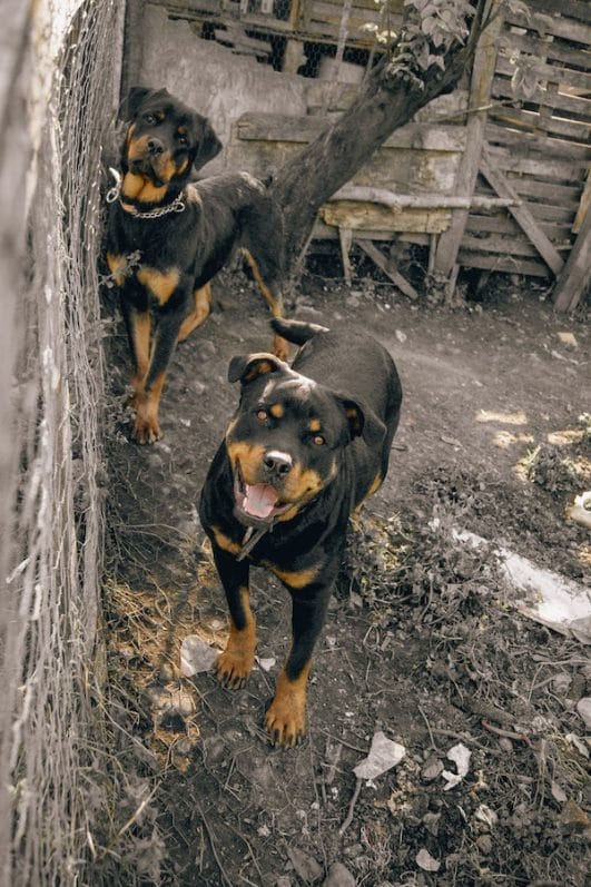 10+ Interesting Rottweiler Facts: Everything You Need to Know