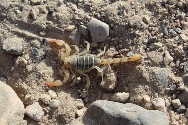 10+ Interesting Scorpion Facts That You Probably Didn't Know