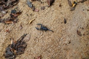 10+ Interesting Scorpion Facts That You Probably Didn't Know