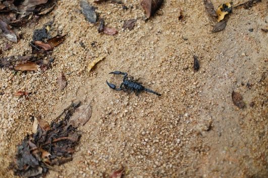10+ Interesting Scorpion Facts That You Probably Didn't Know