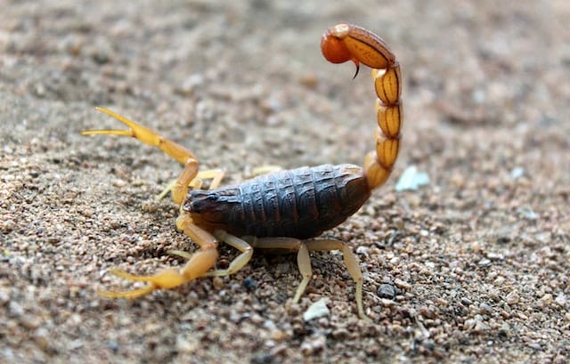 10+ Interesting Scorpion Facts That You Probably Didn't Know