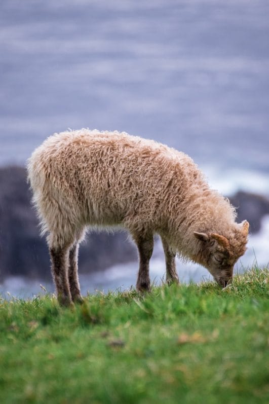 10+ Interesting Sheep Facts: Learn About These Docile Animals