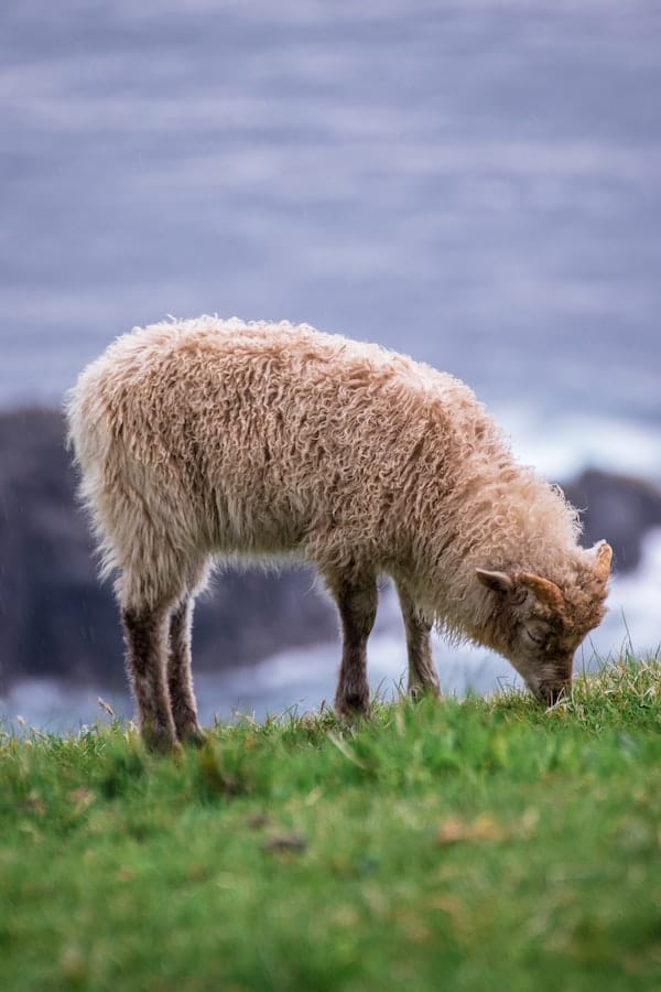 10+ Interesting Sheep Facts: Learn About These Docile Animals