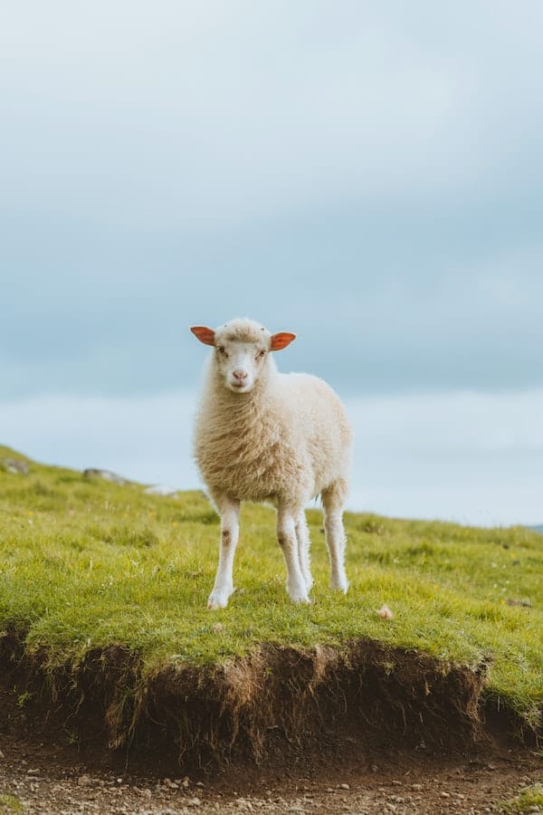 10+ Interesting Sheep Facts: Learn About These Docile Animals