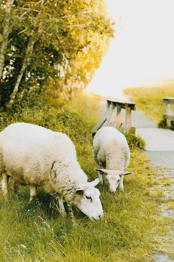 10+ Interesting Sheep Facts: Learn About These Docile Animals