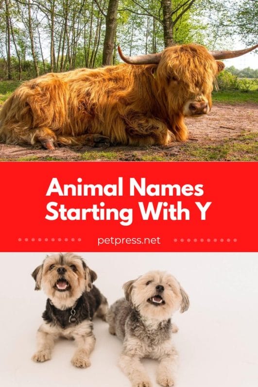 From Yaks to Yabby - A Guide to Animal Names Starting With Y